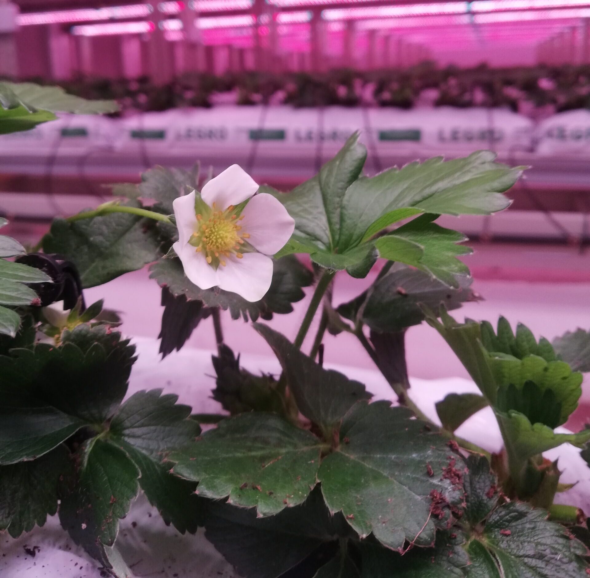 FlexFarming Begins New Growing Trial - FlexFarming