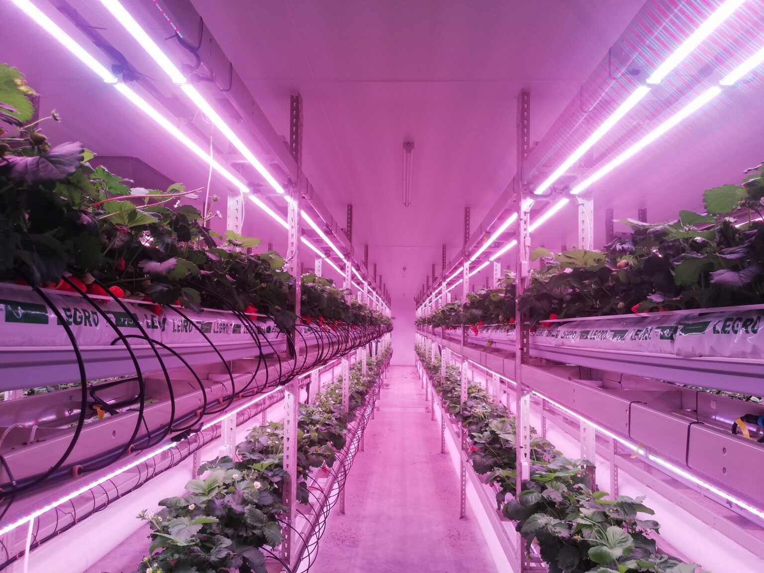 Introducing Carbon Free Nutrient: Revolutionizing Sustainable ...